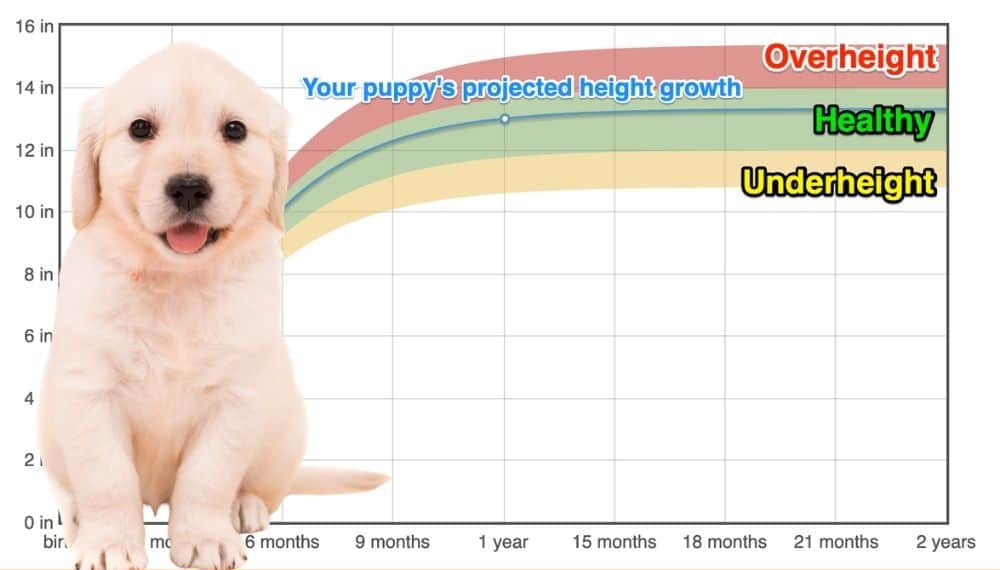 Golden Retriever Height+Growth Chart - How Tall Will My Golden ... Golden Retriever Height+Growth Chart - How Tall Will My Golden ...